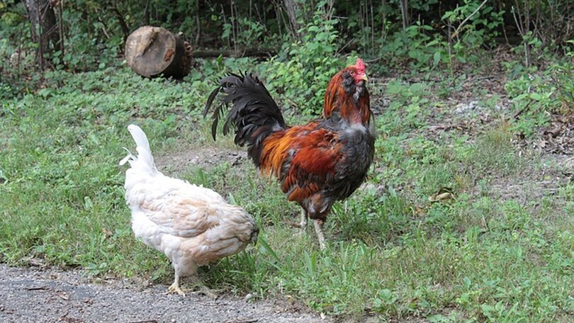 MEDIK - Ove hrane se mnogi gade, ali je ona jako dobra po zdravlje!